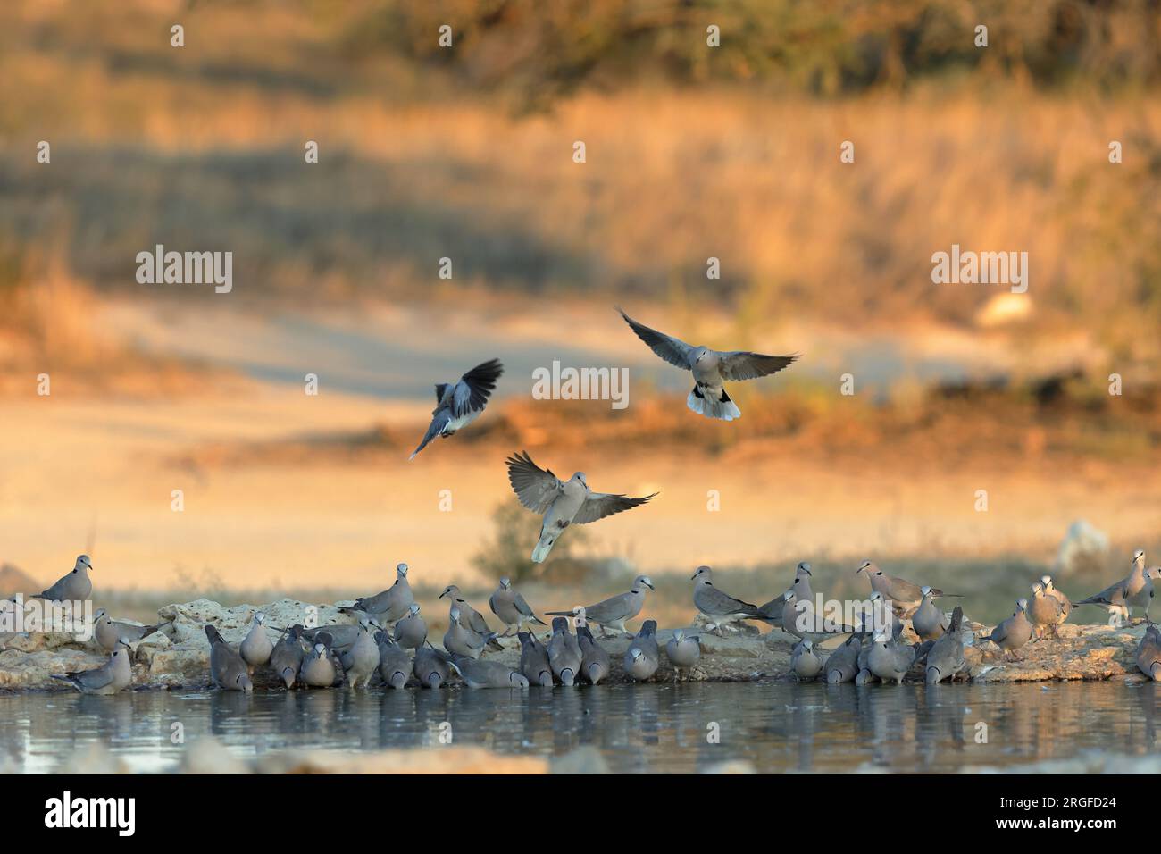 The ring-necked dove, also known as the Cape turtle dove or half ...
