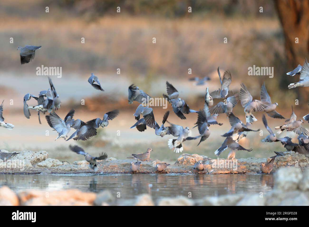 The ring-necked dove, also known as the Cape turtle dove or half ...