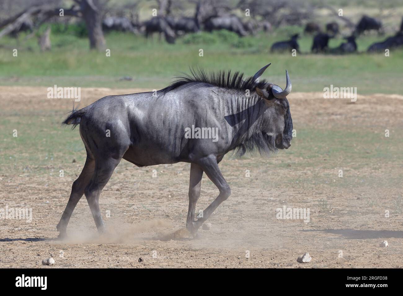The blue wildebeest, also called the common wildebeest, white-bearded ...