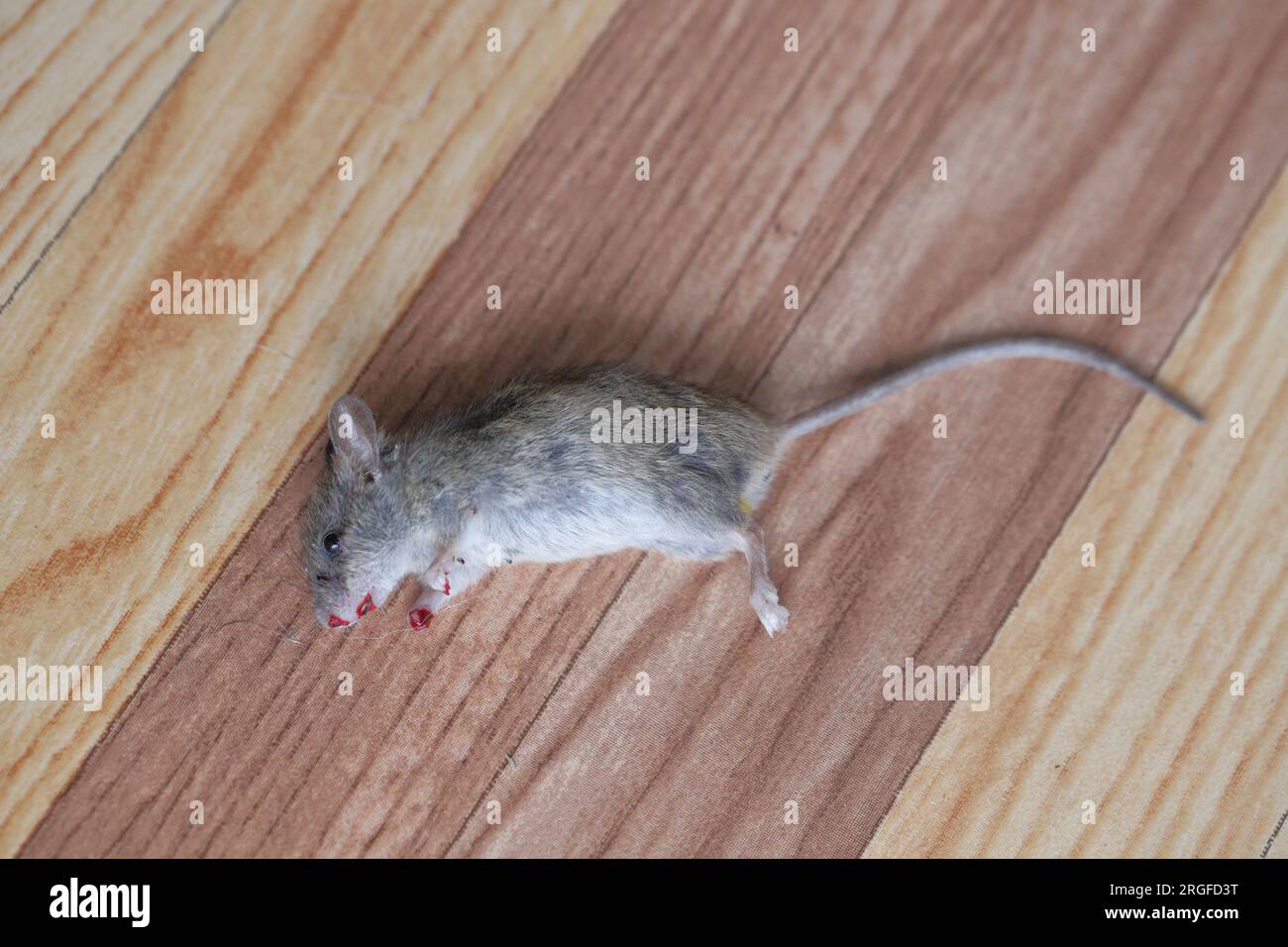 Dead mouse caught in a trap in a house, apartment Stock Photo - Alamy
