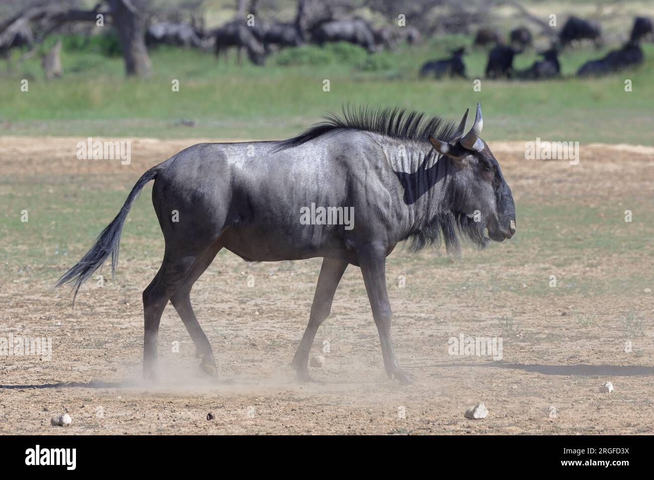 The blue wildebeest, also called the common wildebeest, white-bearded ...