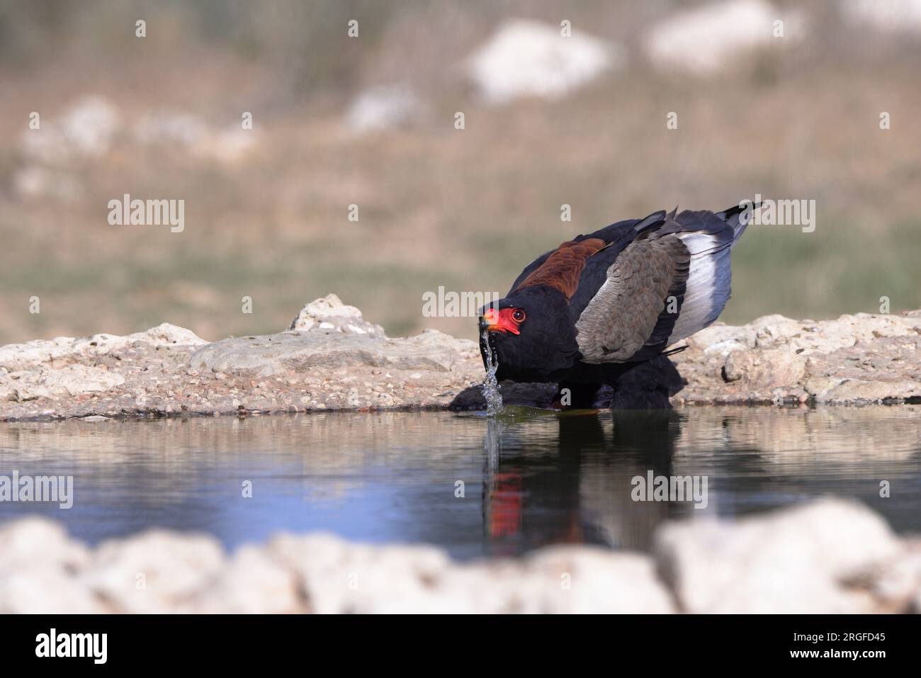 The bateleur is a medium-sized eagle in the family Accipitridae. It is ...