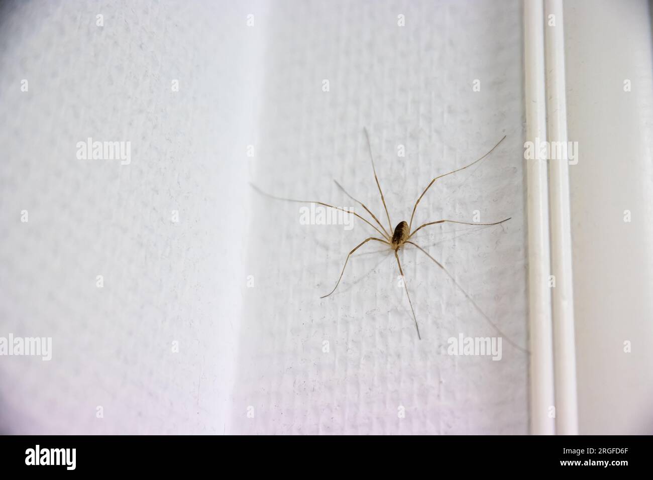 Macro long legged cellar hi-res stock photography and images - Alamy