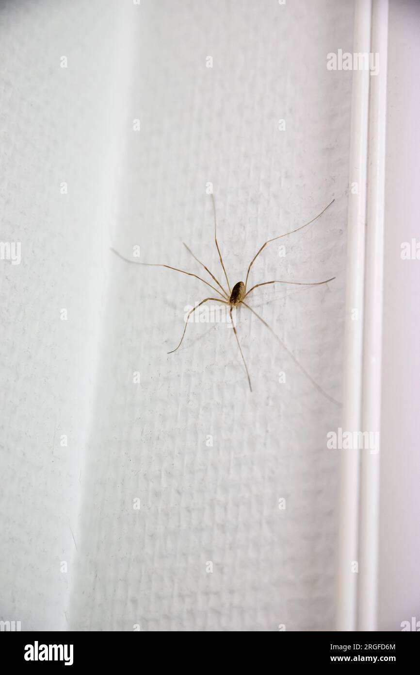 Long legged spider hi-res stock photography and images - Alamy