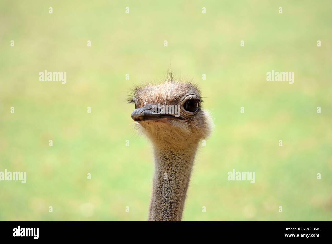 Ostrich face hi-res stock photography and images - Alamy
