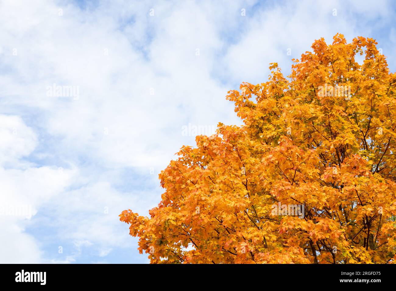 Beautiful autumnal tree with orange and yellow leaves Stock Photo - Alamy