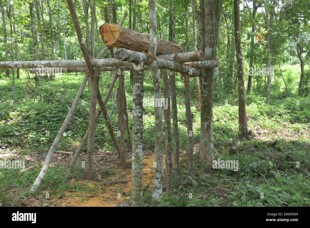 Front view of a Jack tree stem on a scaffolding made from joining ...