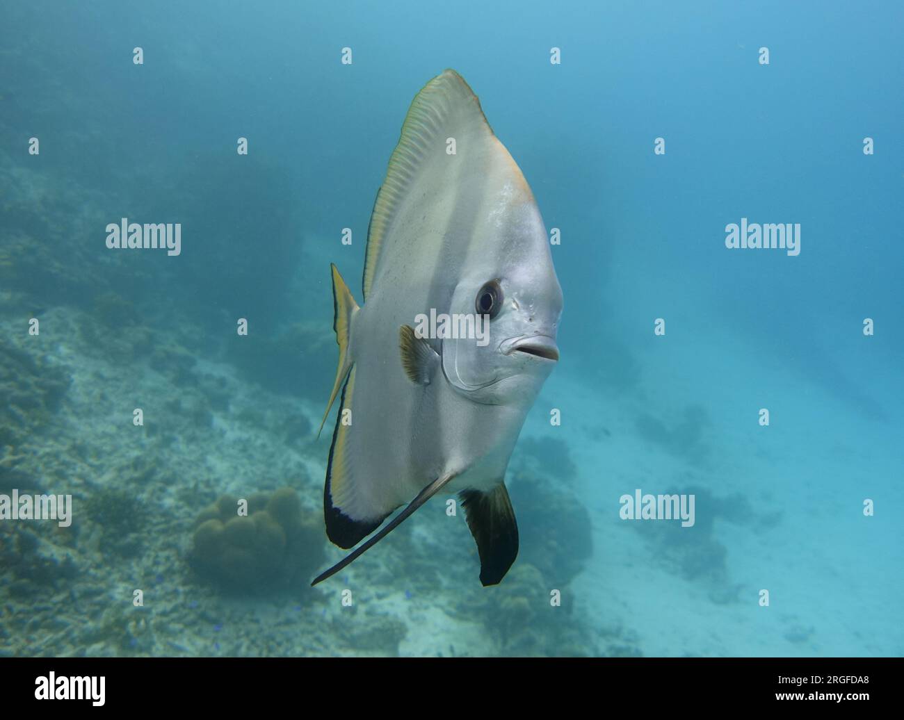 Golden spadefish (Platax boersii) in the blue sea underwater Stock ...