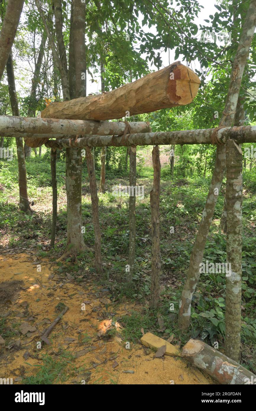 Sawing stem tree in saw hi-res stock photography and images - Alamy