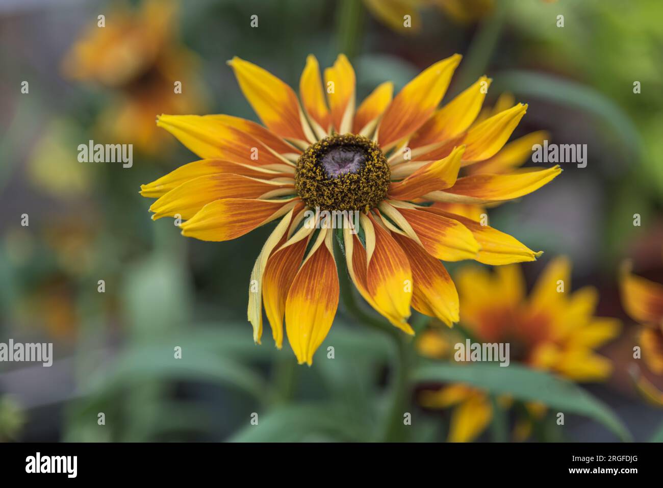Rudbeckia, a flower with a prominent, raised central disc in black ...