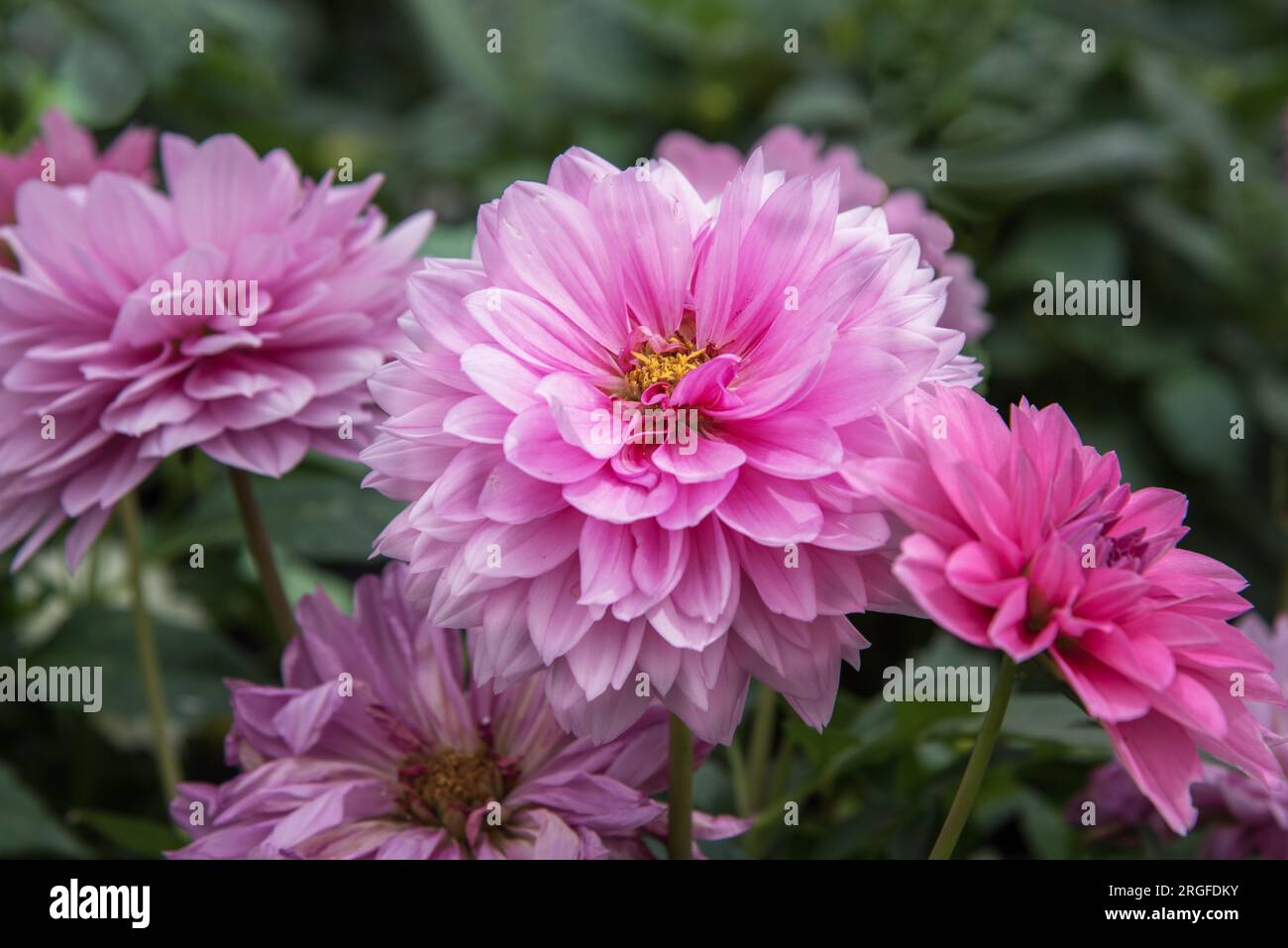 Dahlia, a tuberous, herbaceous perennial plant native to Mexico and ...