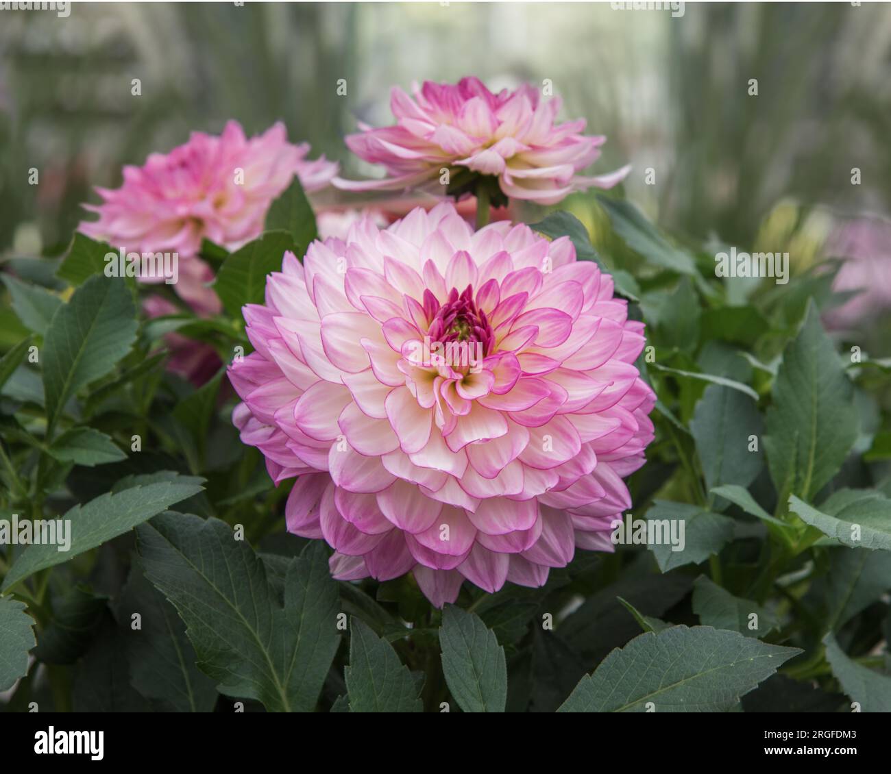 Dahlia Hybrid, a tuberous, herbaceous perennial plant native to Mexico ...