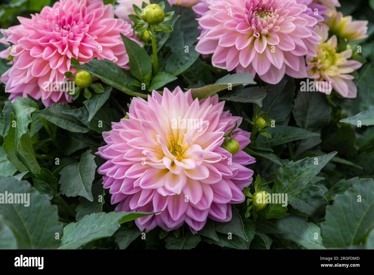 Dahlia Hybride Winterhart