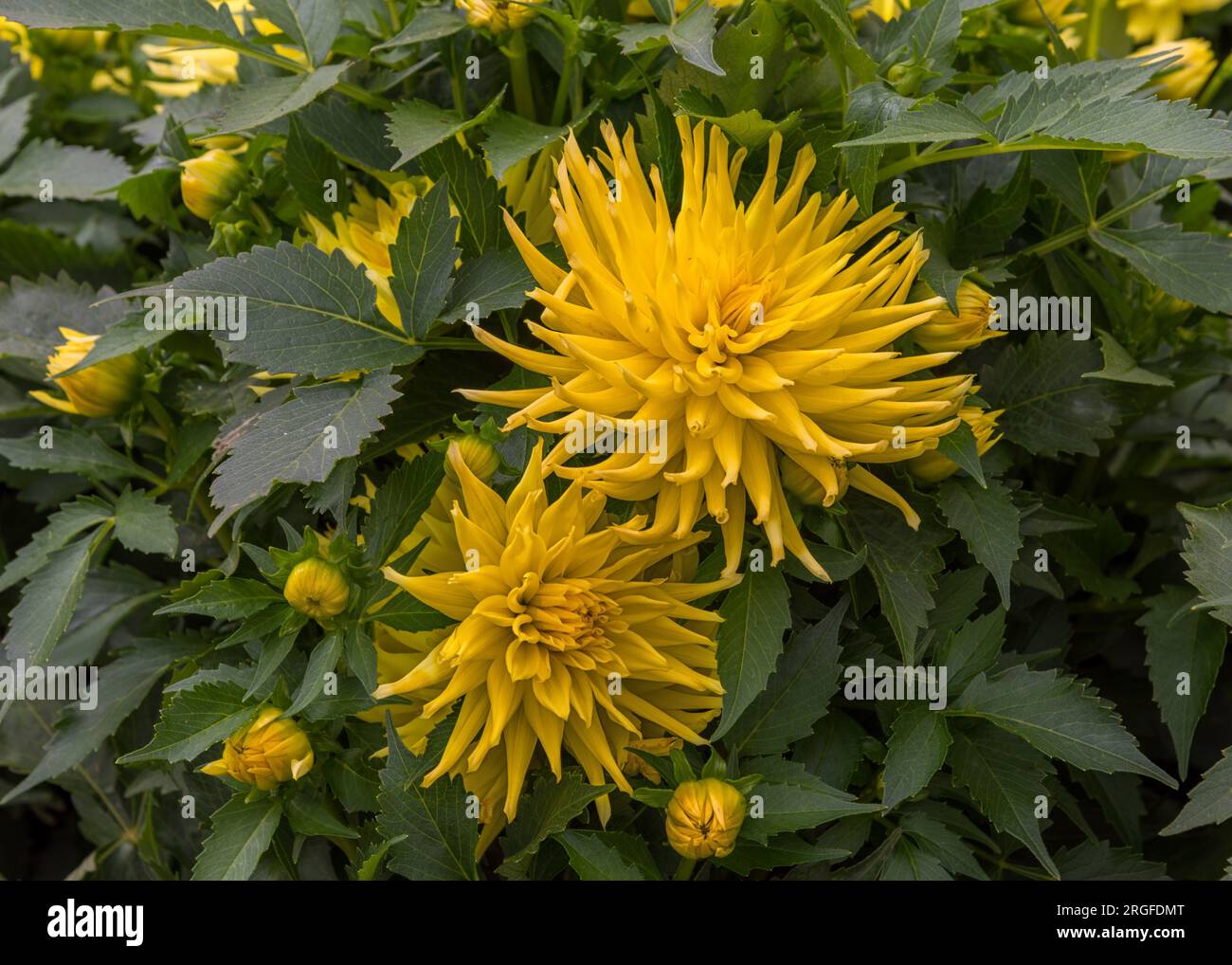 Dahlia Cactus Yellow Star, a magnificent and eye-catching dahlia with ...