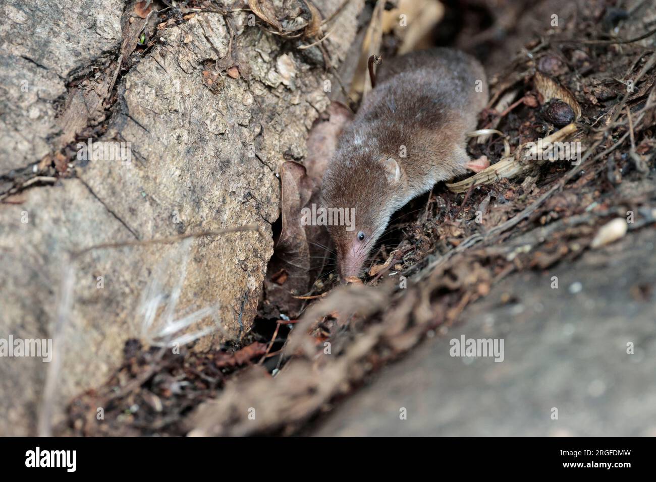 Pygmy shrew Sorex minutus, smallest british mammal long snout reddish ...