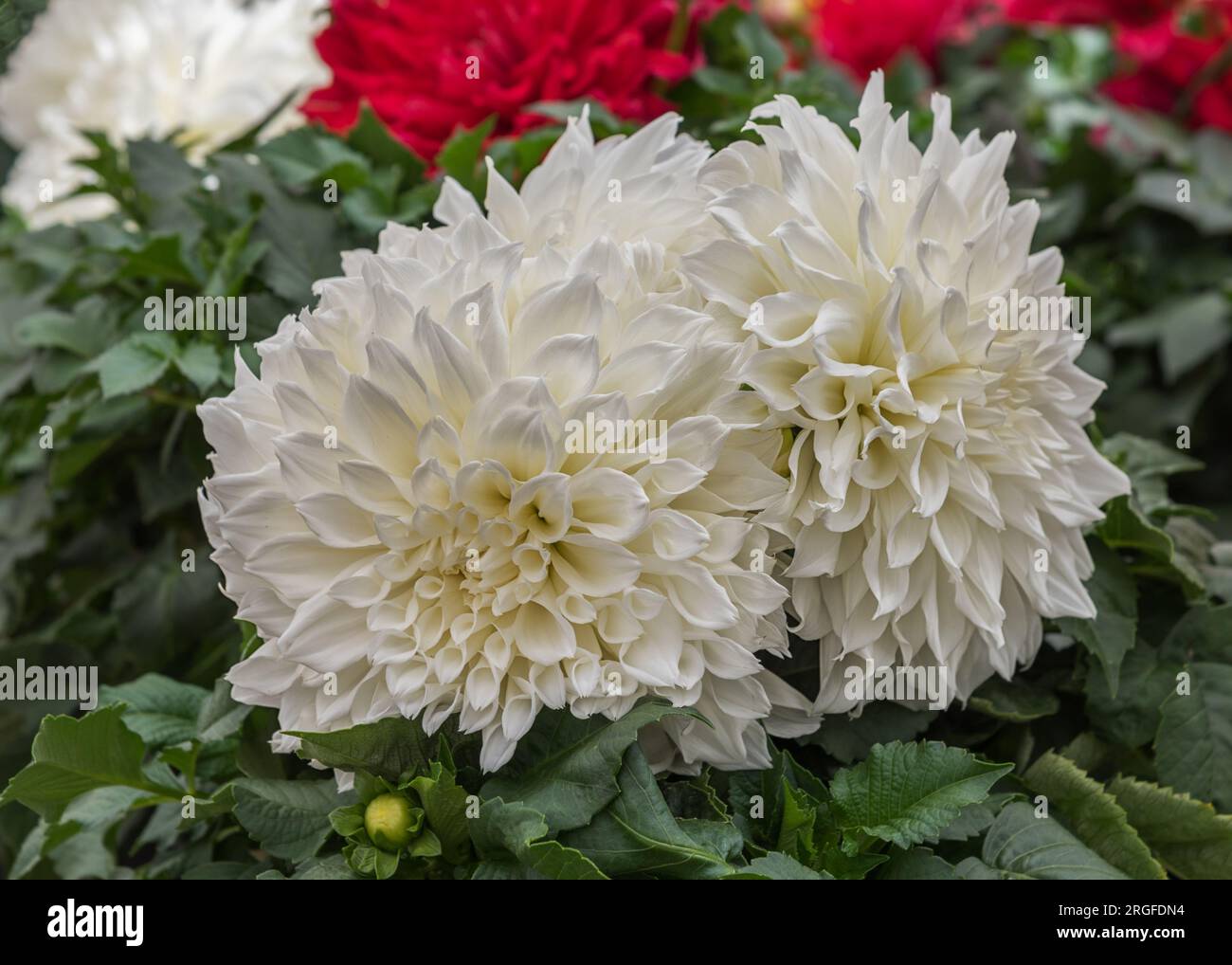 Dahlia Hybrid, an ornamental plant with very large flowers create ...