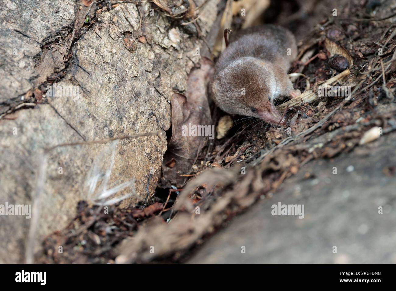 Pygmy shrew hi-res stock photography and images - Alamy