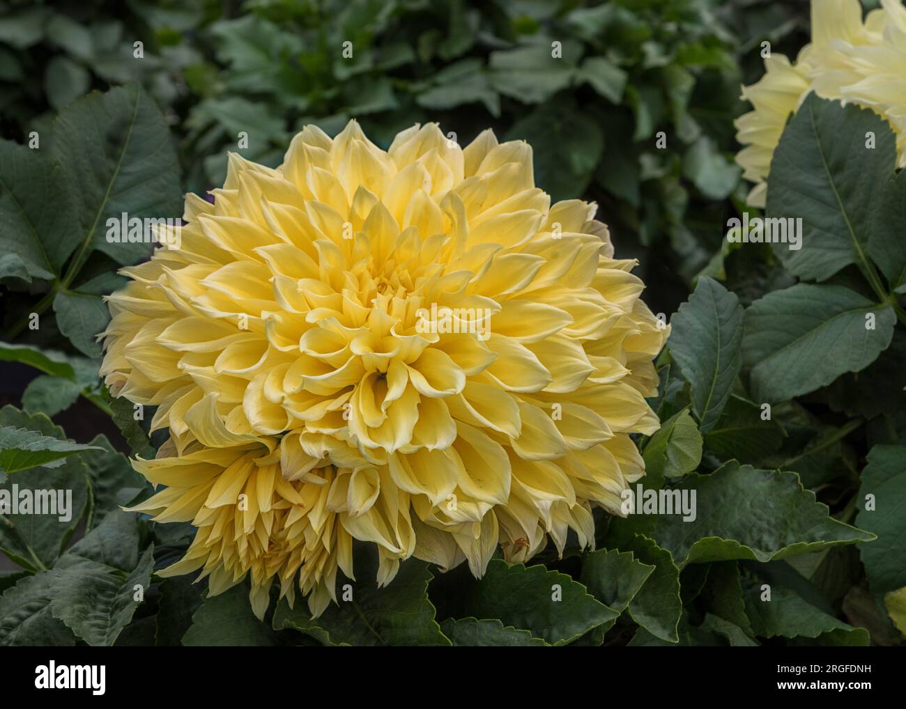 Dahlia Hybrid, an ornamental plant with very large flowers. Luxurious ...