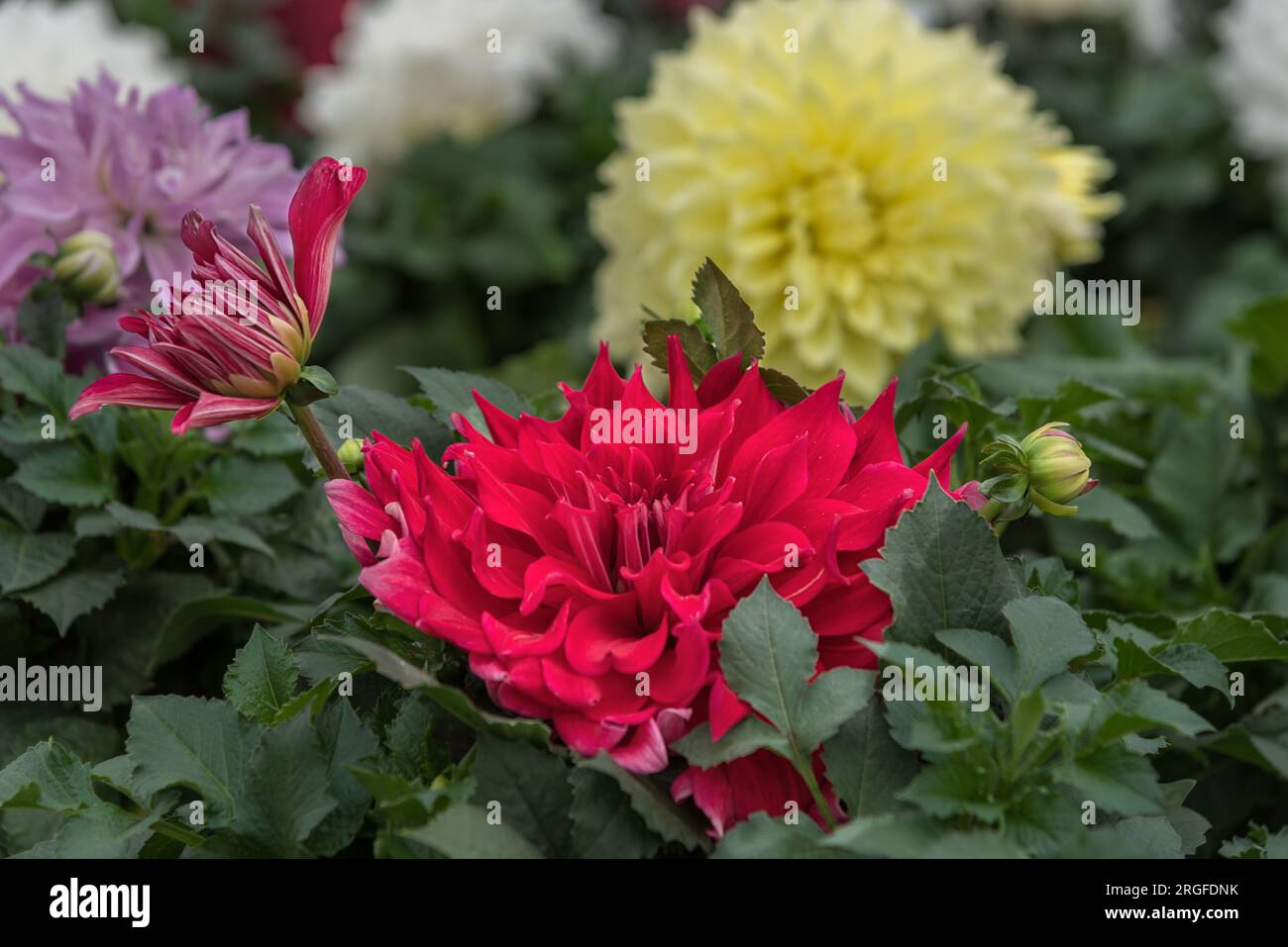 Dahlia Hybrid, an ornamental plant with very large flowers used in ...