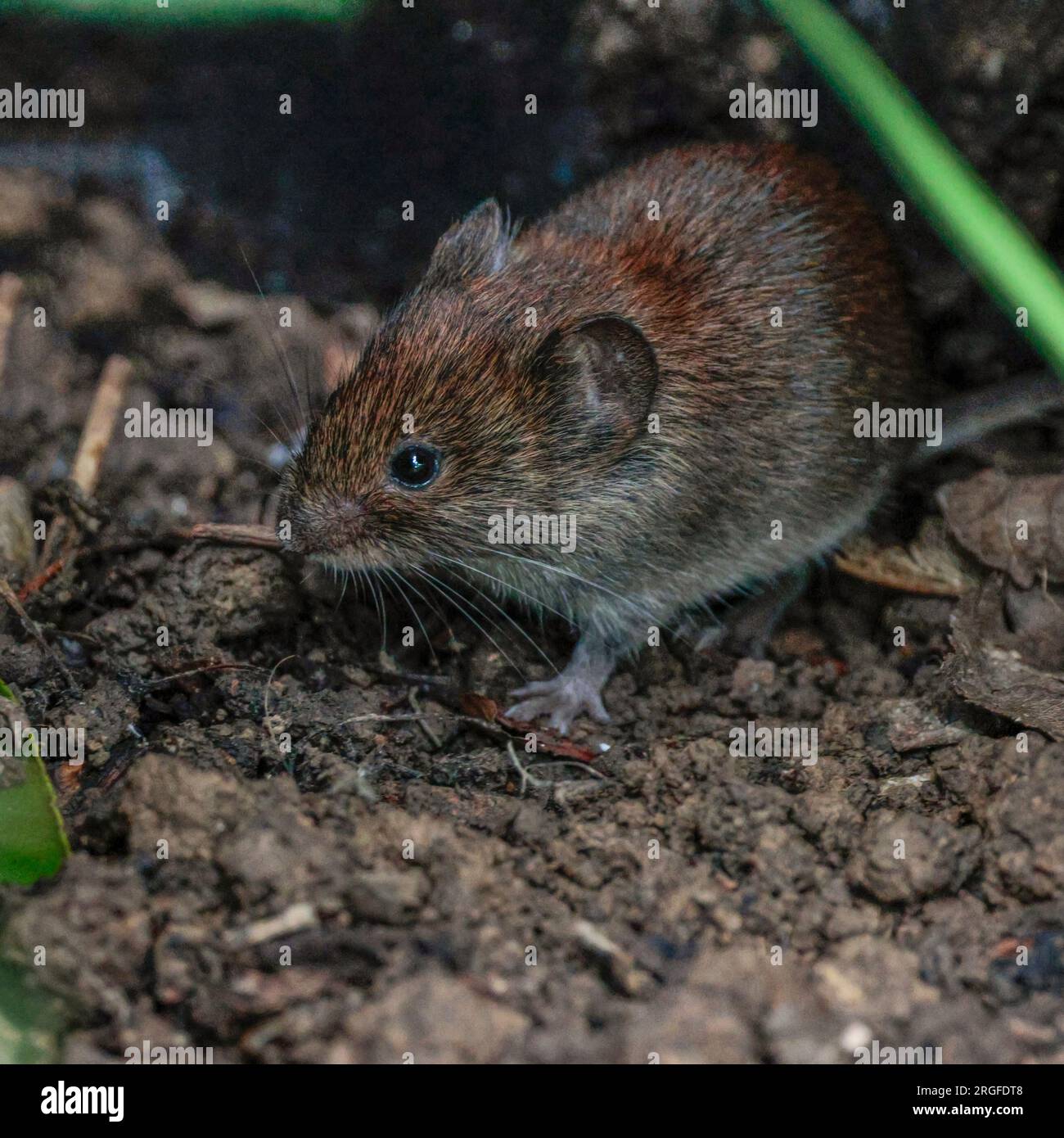 Bank vole in shade of log pile hi-res stock photography and images - Alamy