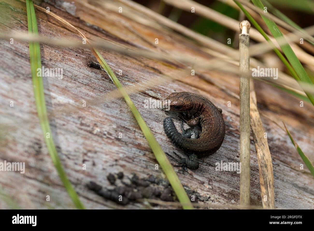 Lizard Lacerta vivipara, Small juvenile common lizard sunbathing on log ...