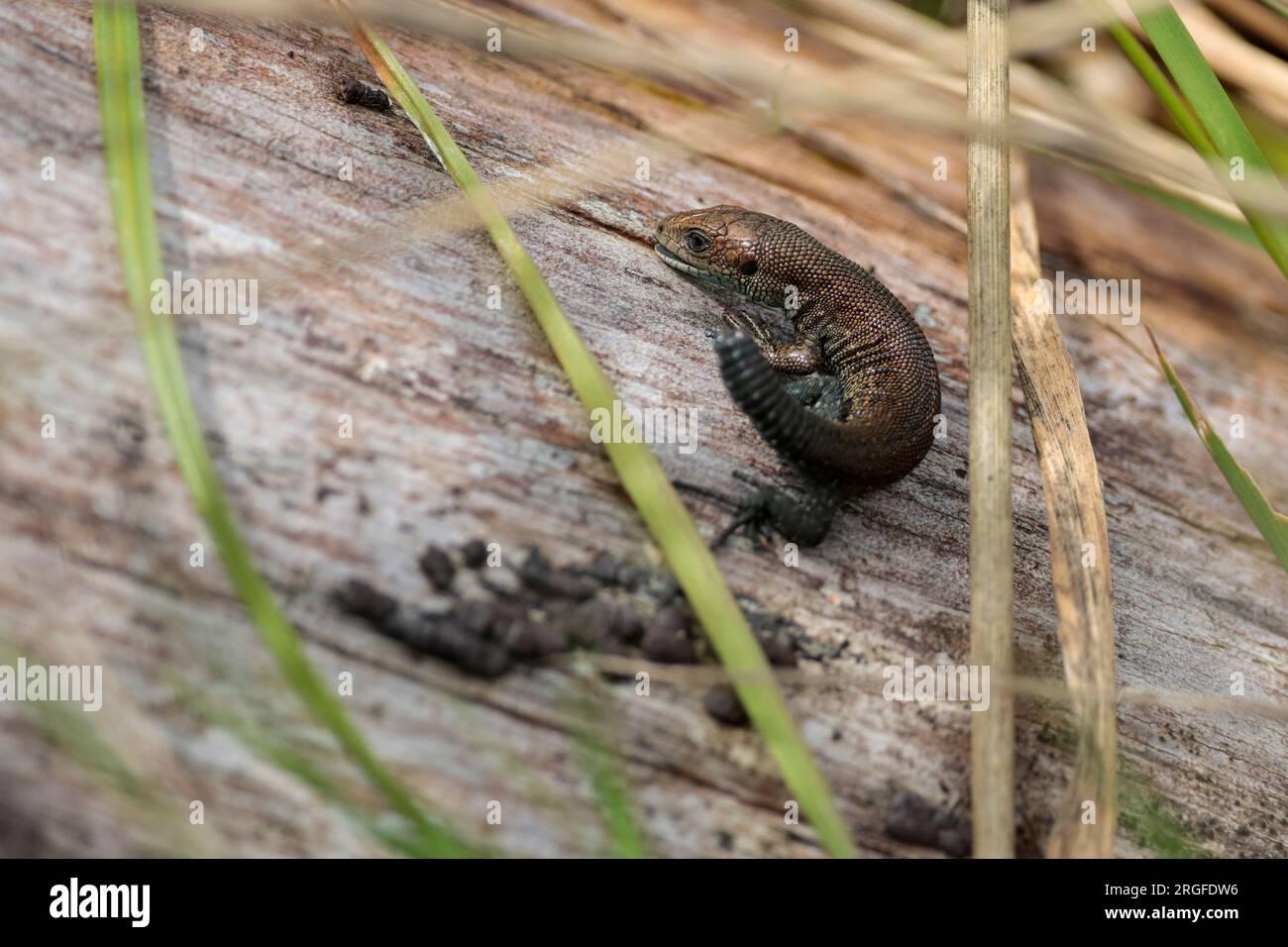 Lizard Lacerta vivipara, Small juvenile common lizard sunbathing on log ...