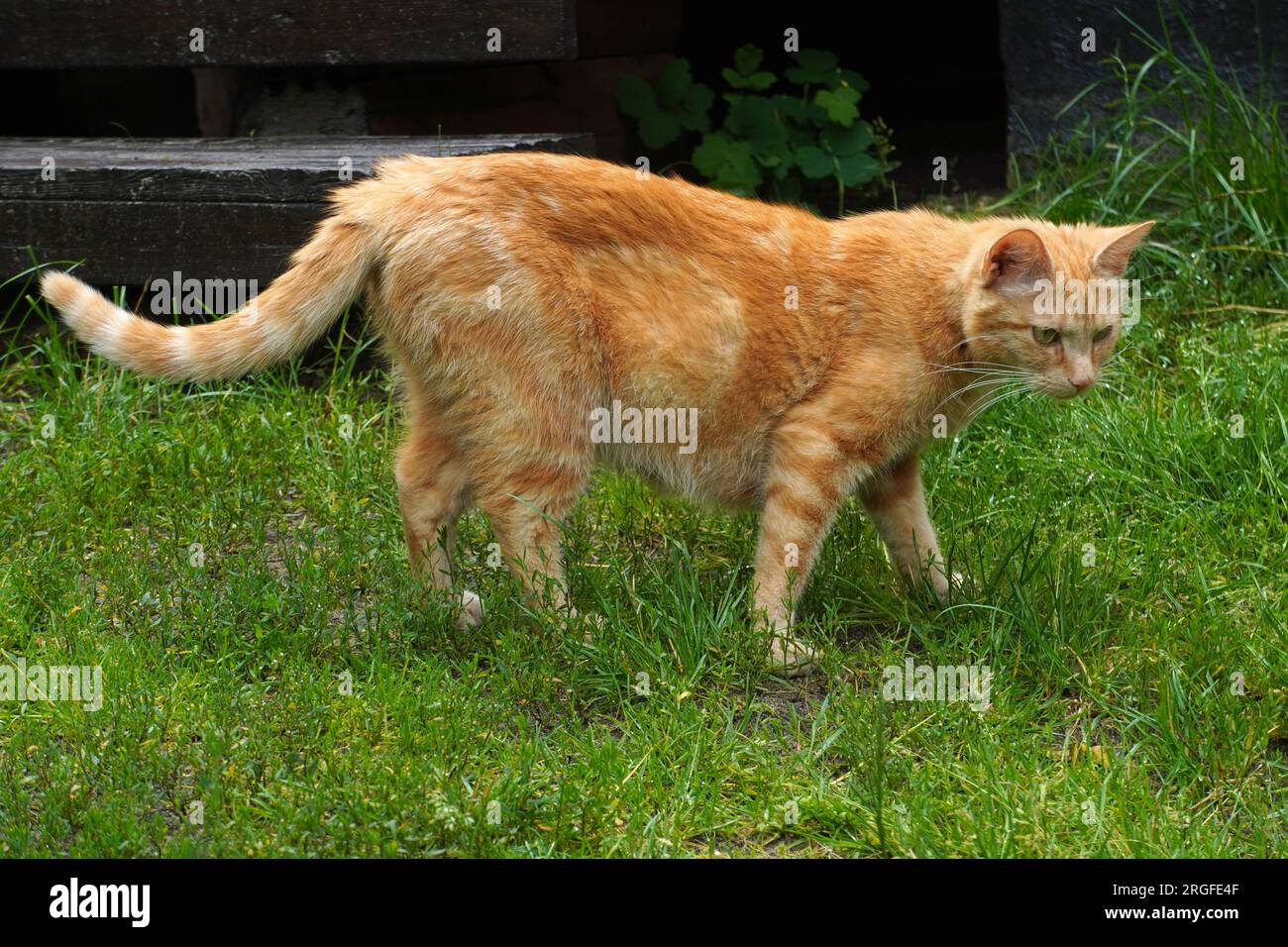 Beetle and a cat hi-res stock photography and images - Alamy