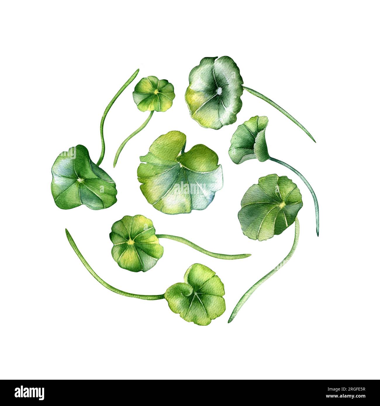 Curcle of centella asiatica watercolor illustration isolated on white ...