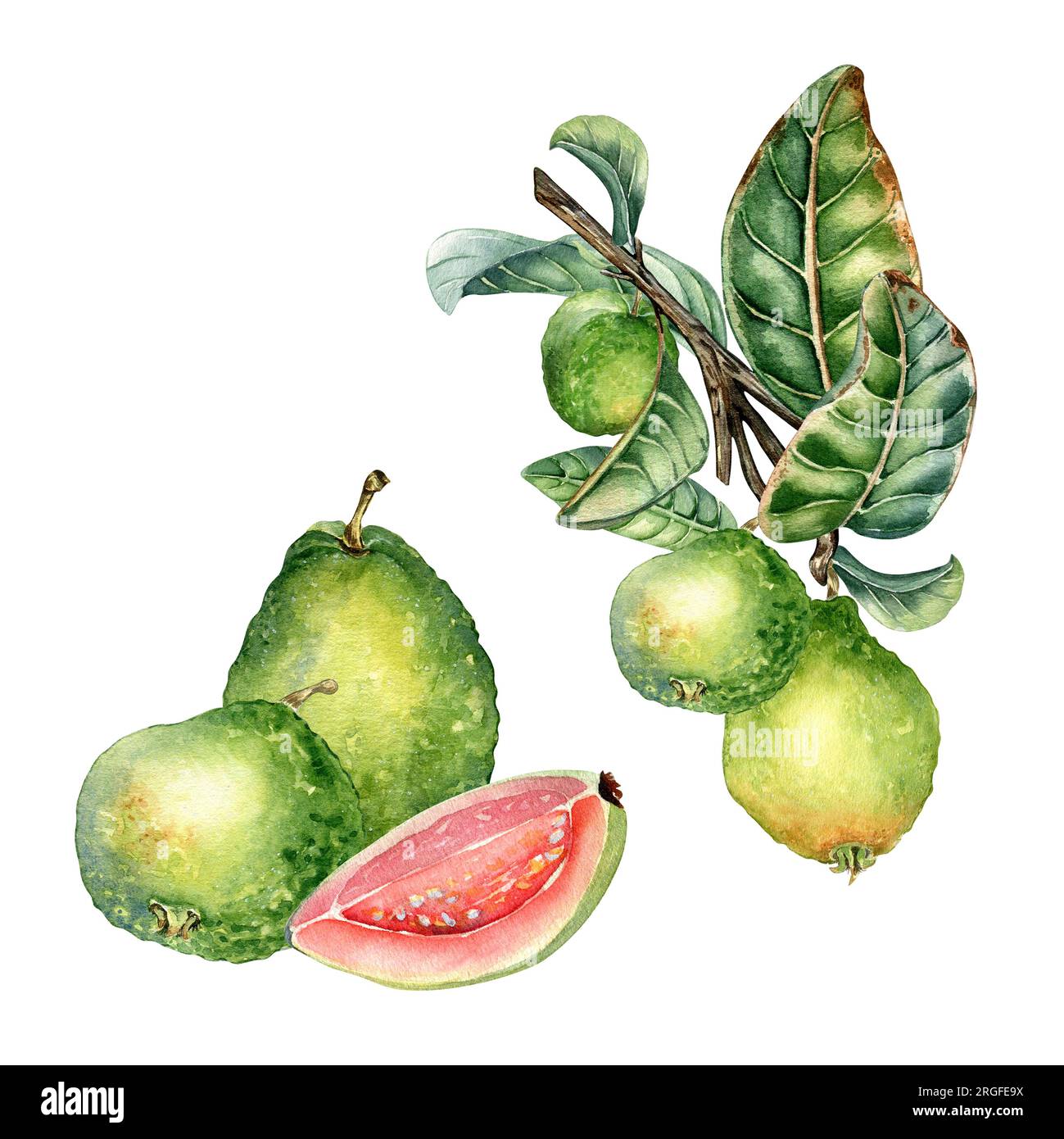 Branch tree single guava Cut Out Stock Images & Pictures - Alamy