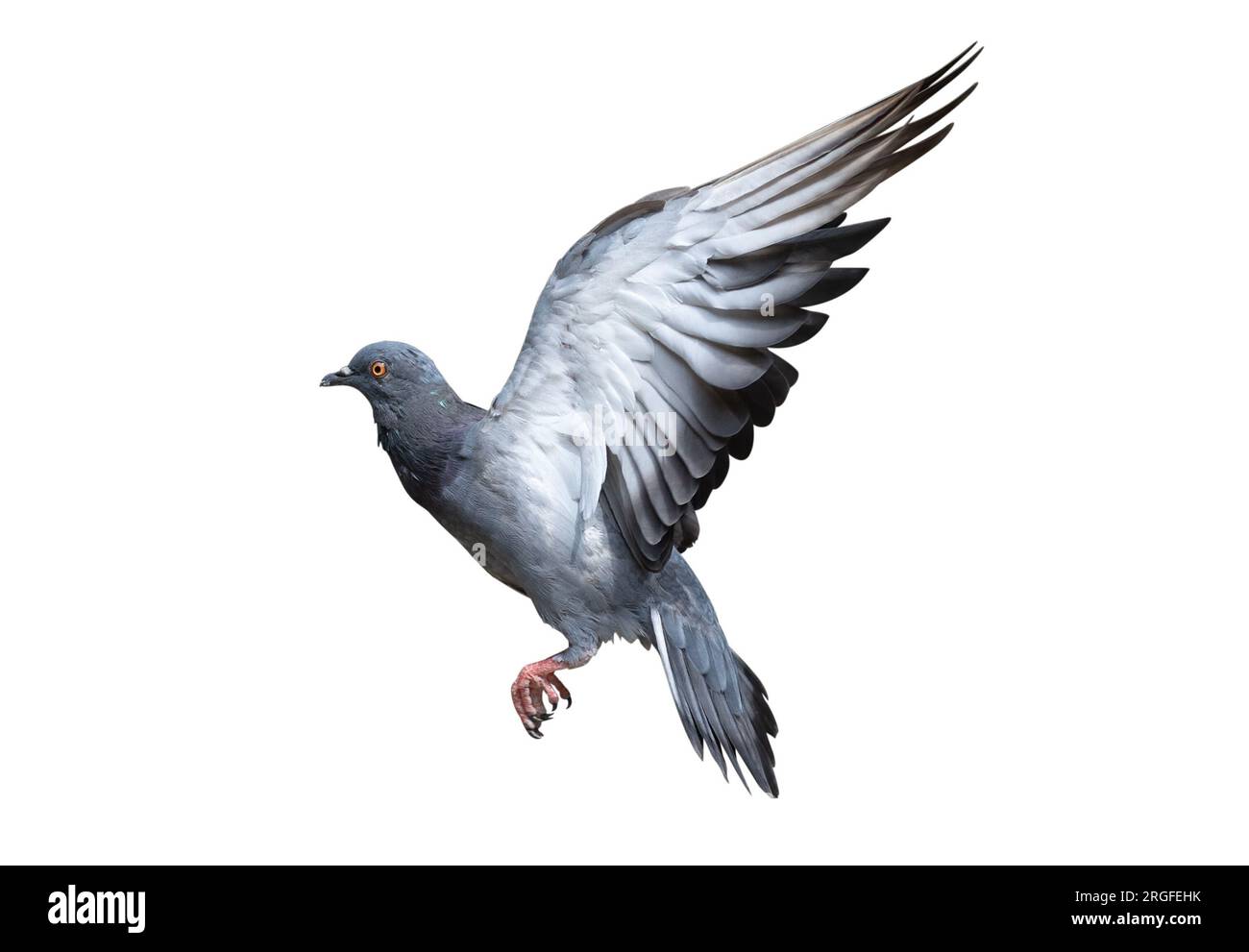 Movement scene of rock pigeon flying in the air isolated on white ...