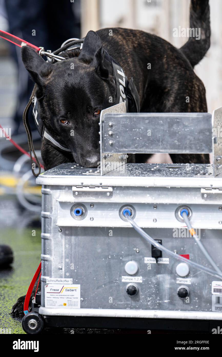 Bremerhaven, Germany. 09th Aug, 2023. A customs sniffer dog checks the ...