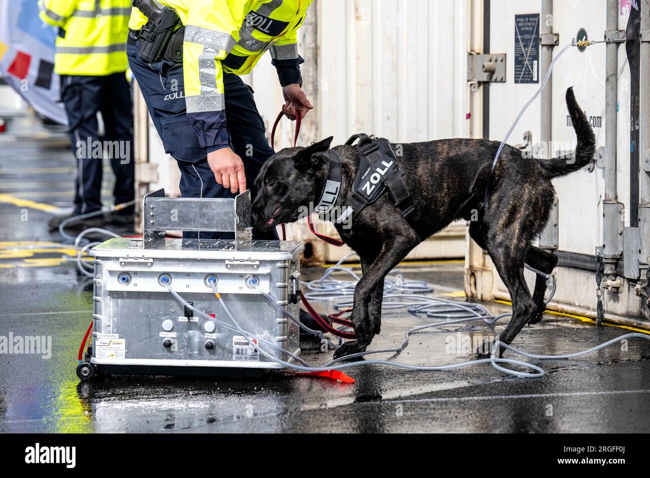 Bremerhaven, Germany. 09th Aug, 2023. A customs sniffer dog checks the ...