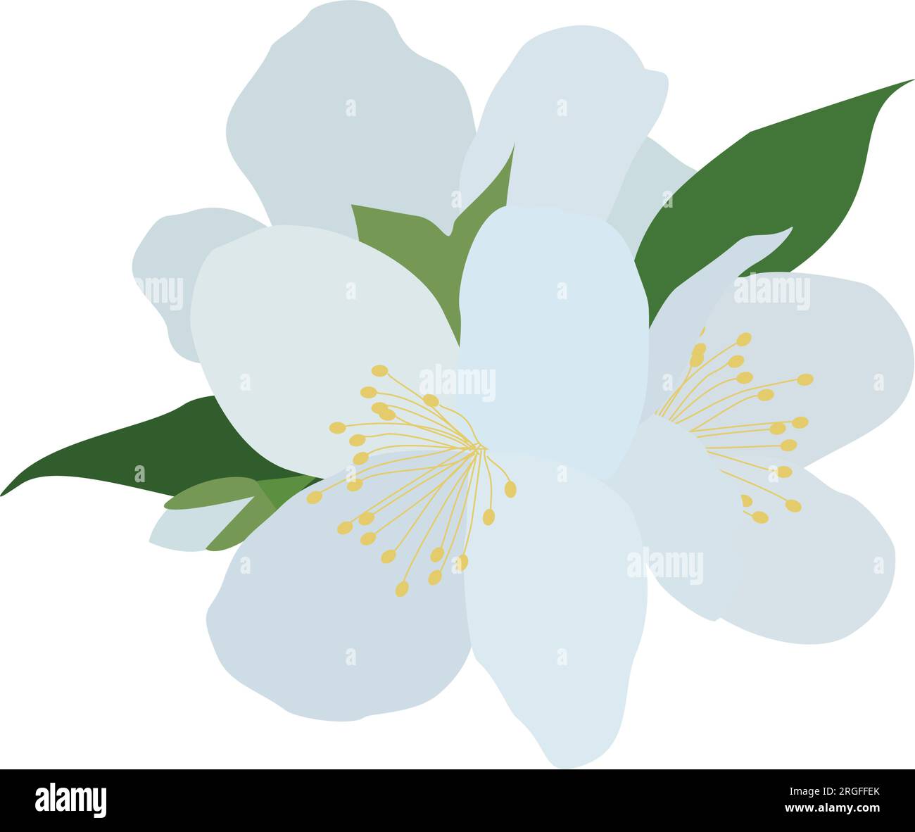Flat jasmin flower. Hand drawn floral vector illustration isolated on ...