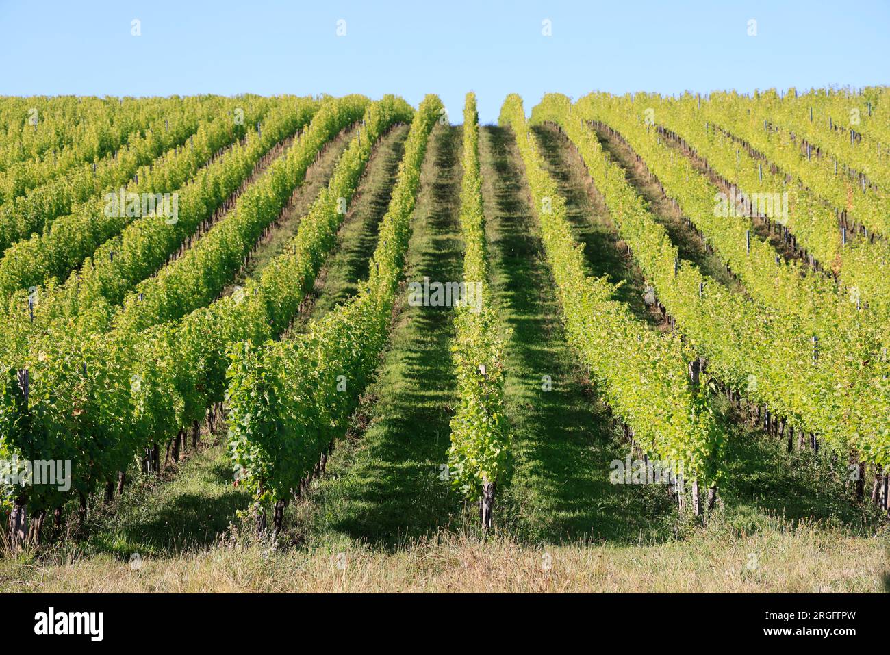 Vigne et vignoble des vins de Bordeaux. Vignoble de Cadillac et ...