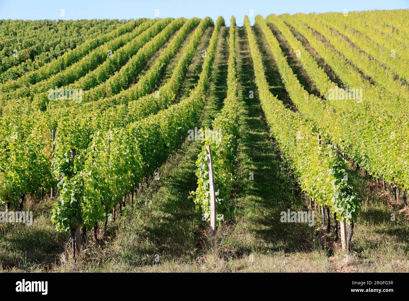 France vin vigne vigne viniculture hi-res stock photography and images ...