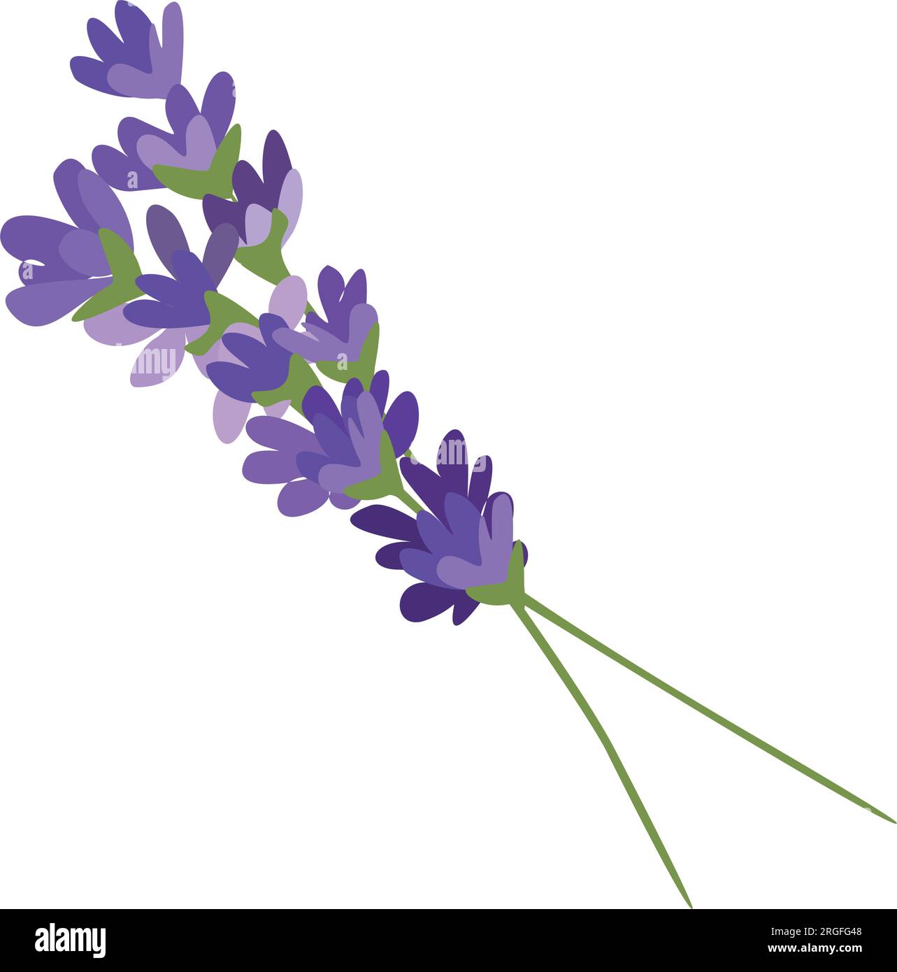 Two sprigs of lavender flowers isolated on a white background. Hand ...