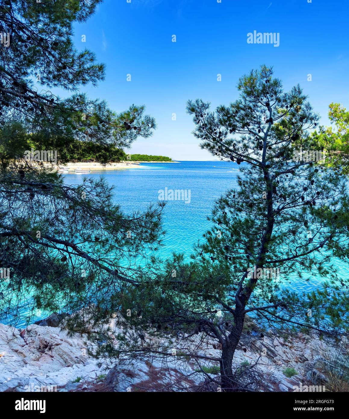 Pine trees on the seashore Stock Photo - Alamy