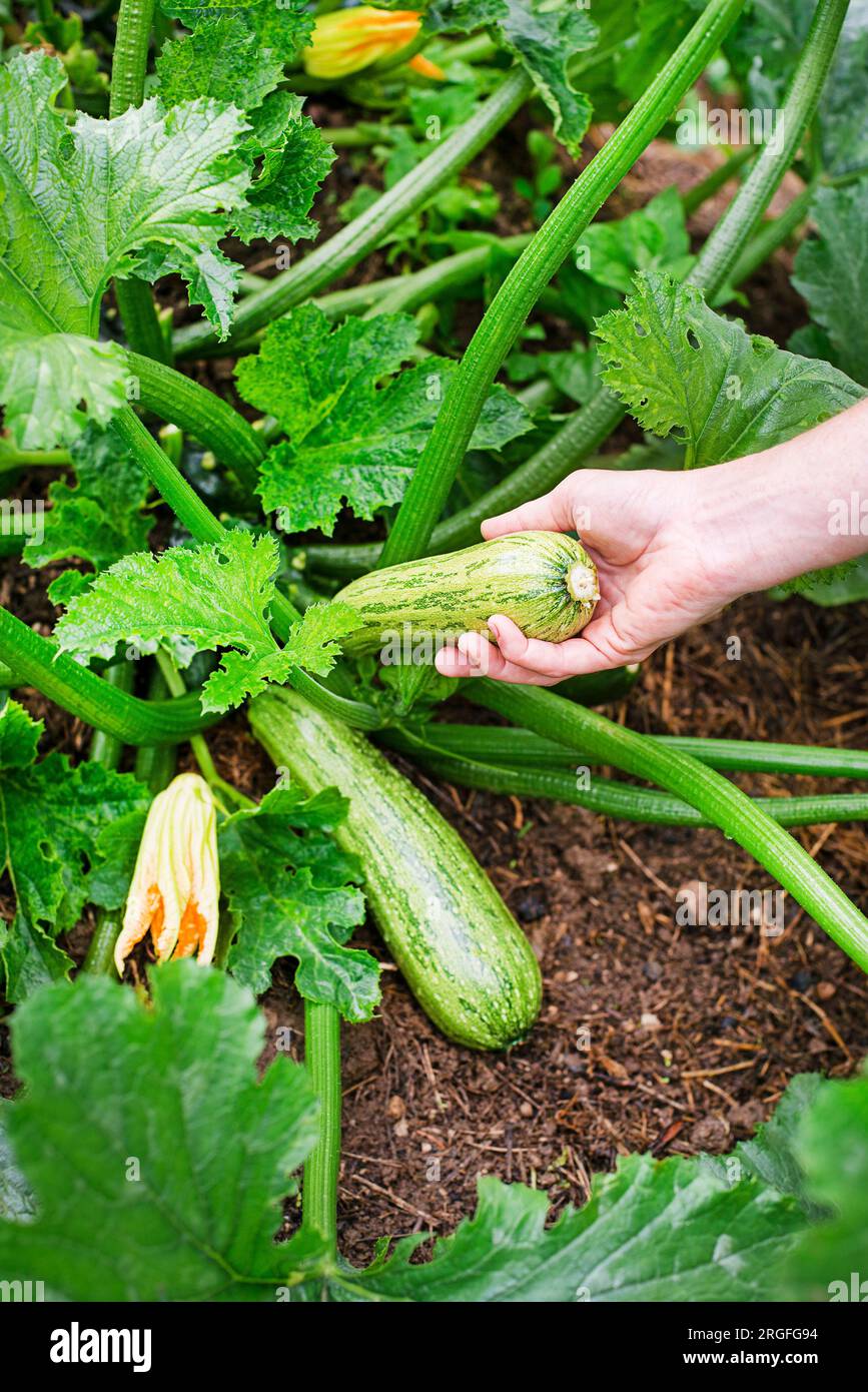 Picking zucchini plant. Hand picking zucchini. Concept vegetables ...