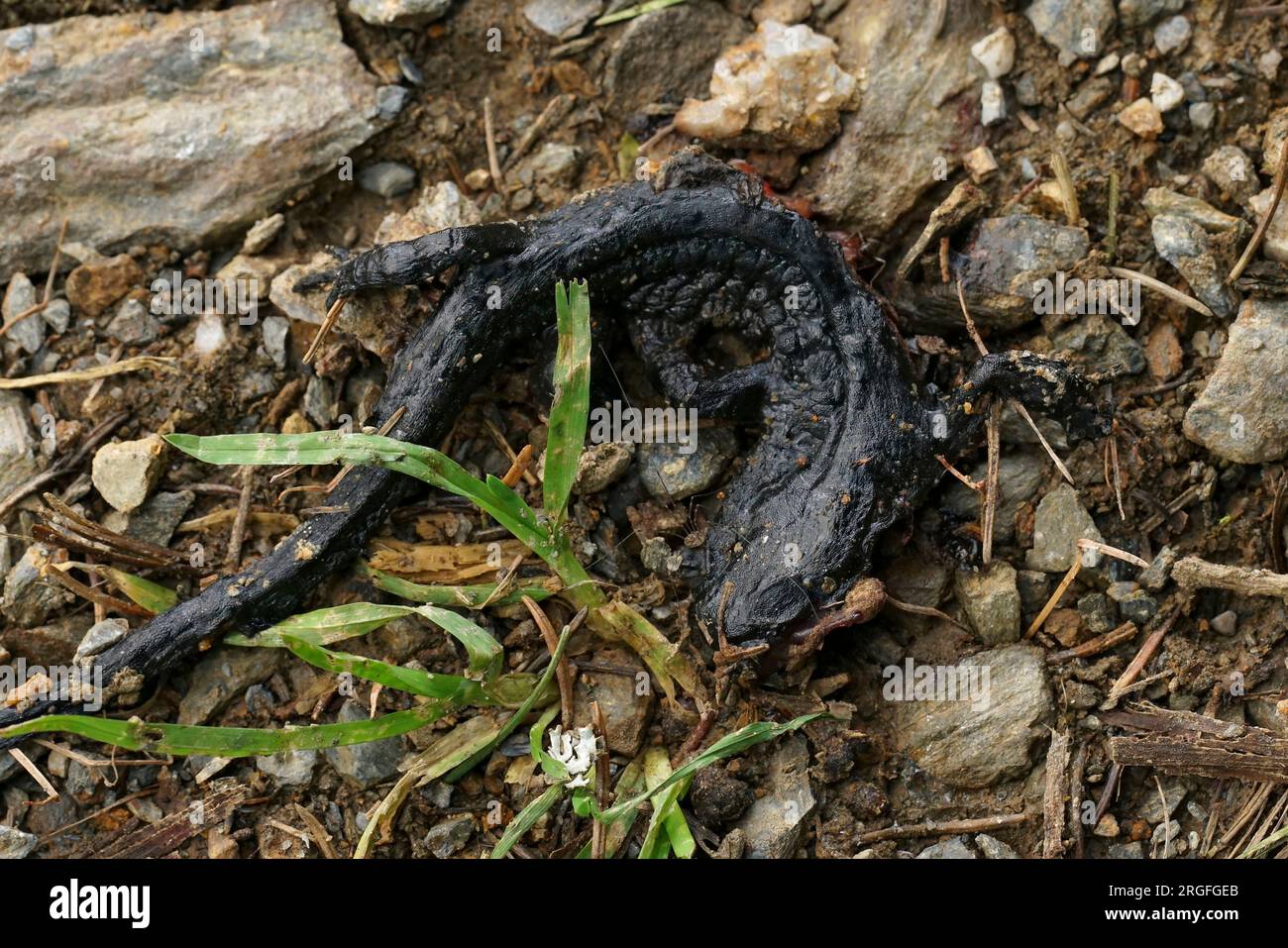 Natural closeup on a roadkill black Alpine salamander, Salamandra atra ...