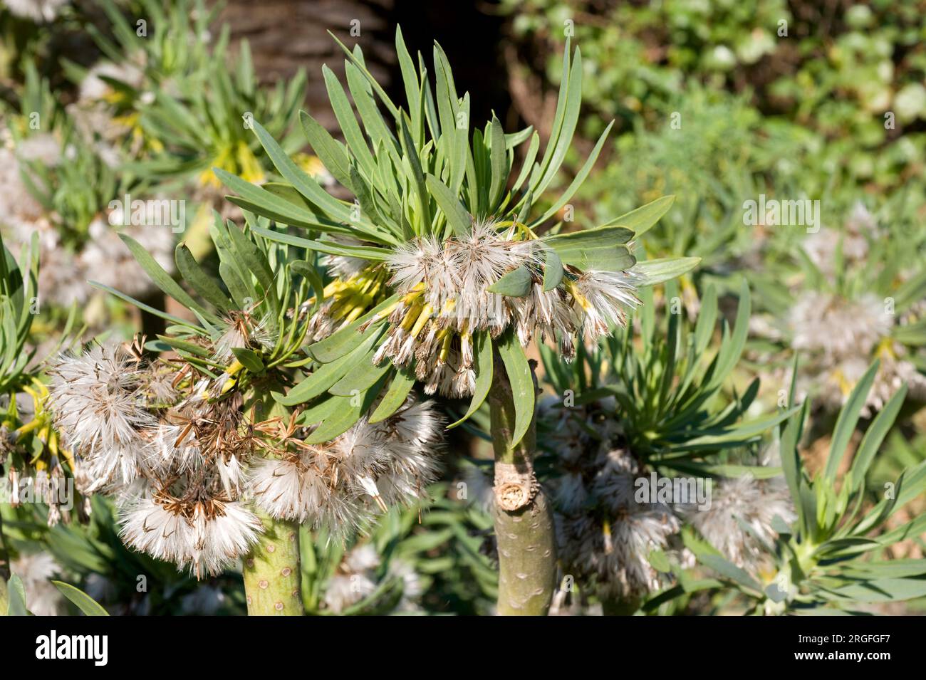 Succulent shrub hi-res stock photography and images - Alamy
