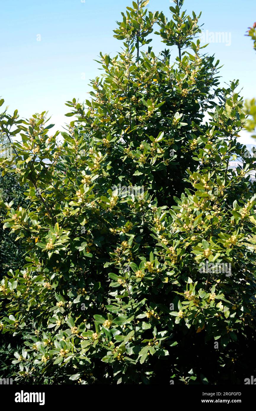Loro or laurel canario (Laurus novocanariensis or Laurus canariensis ...