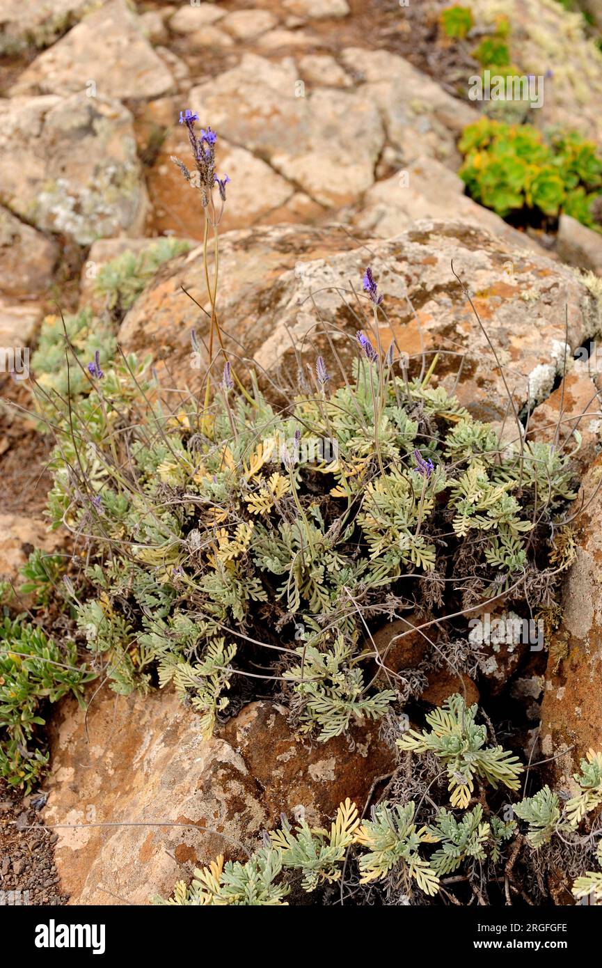 Lavanda pinnata hi-res stock photography and images - Alamy