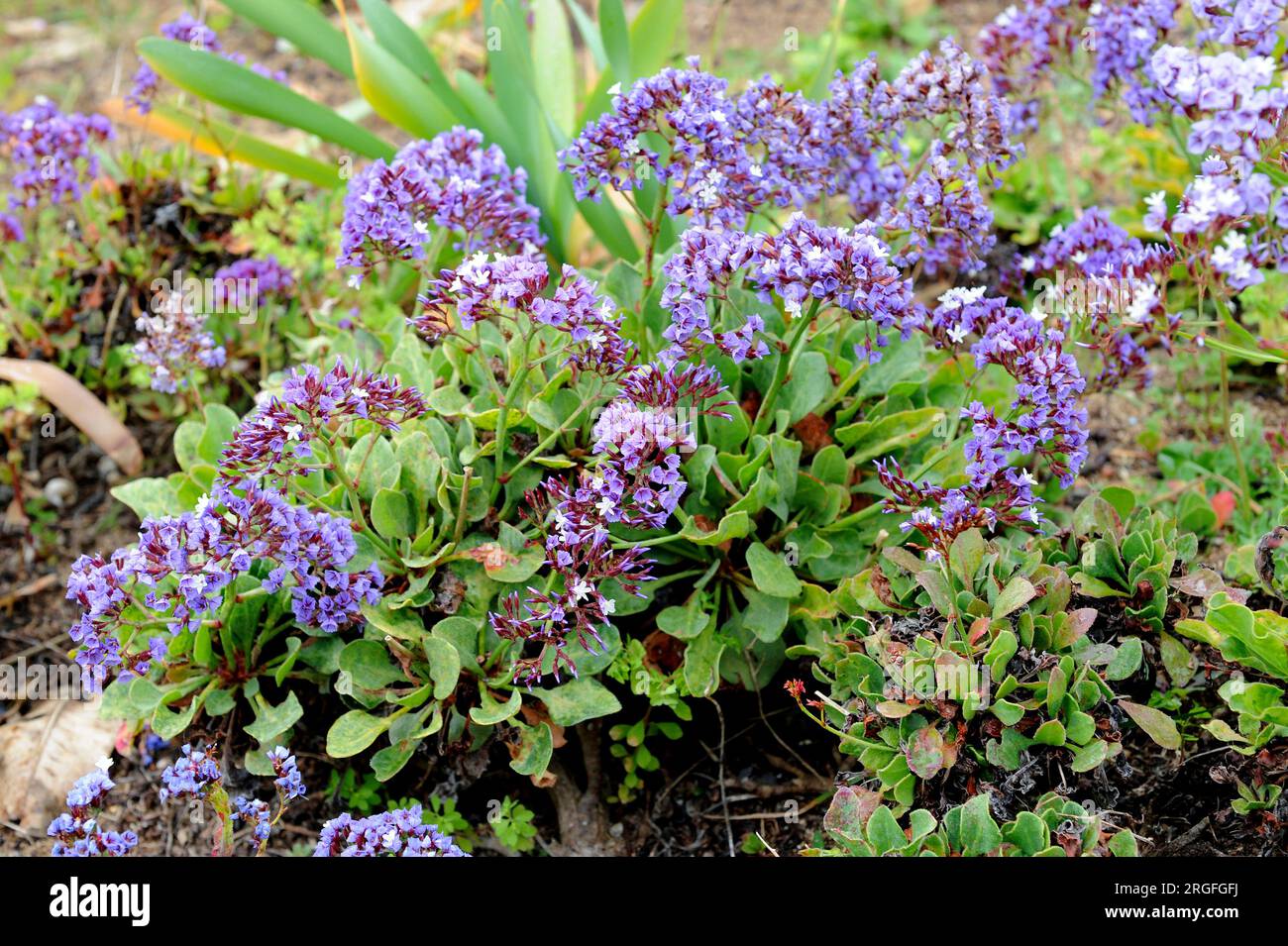 Siempreviva de fariones hi-res stock photography and images - Alamy