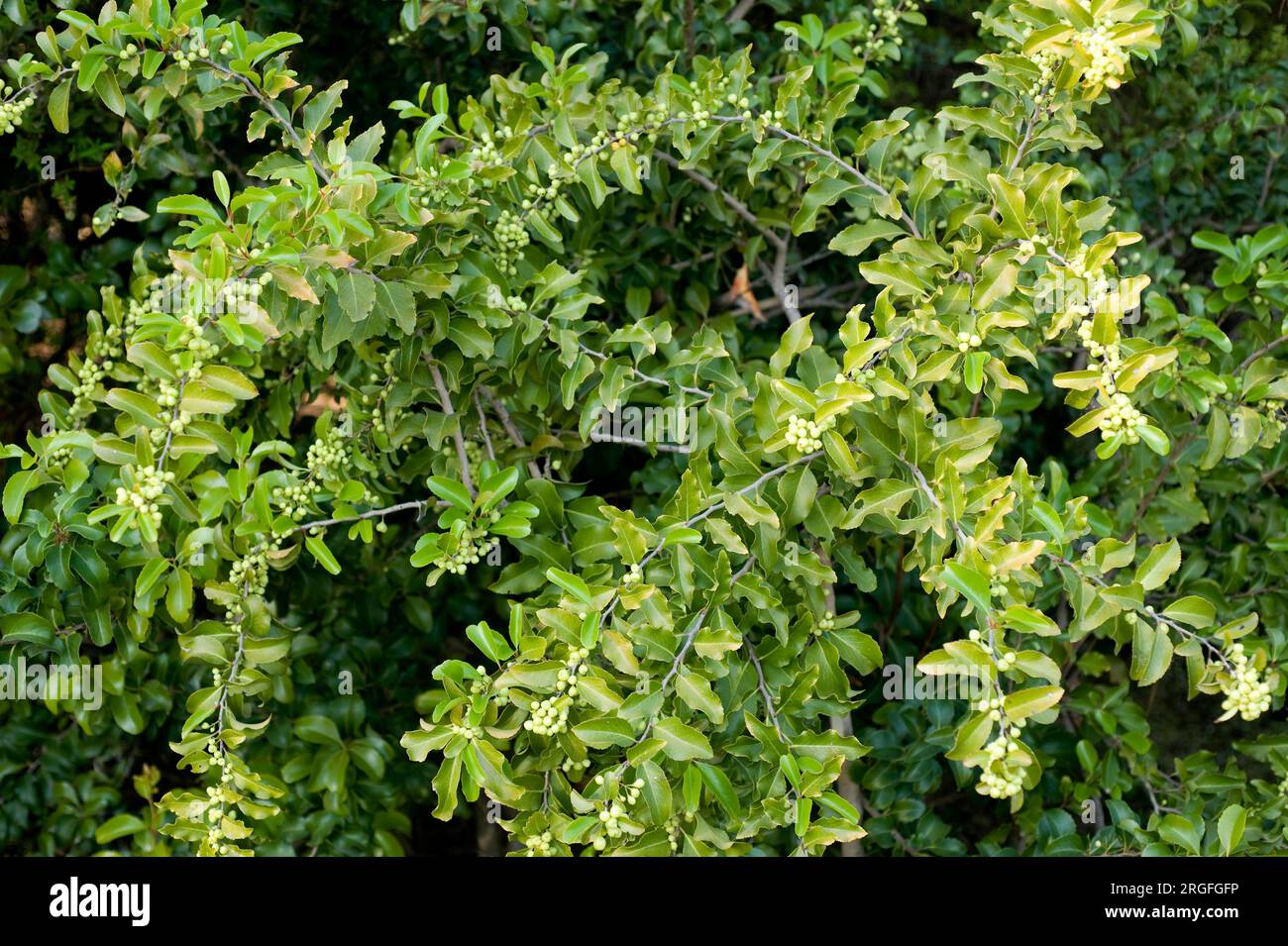 El peralillo (Maytenus canariensis) is a little tree endemic of Canary ...
