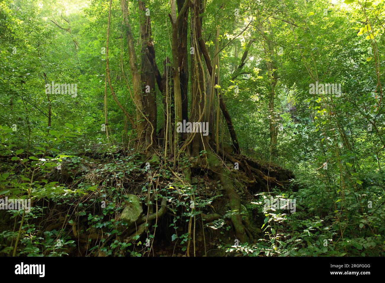 Til, tilo, rain tree of El Hierro or stinkwood (Ocotea foetens) is a ...