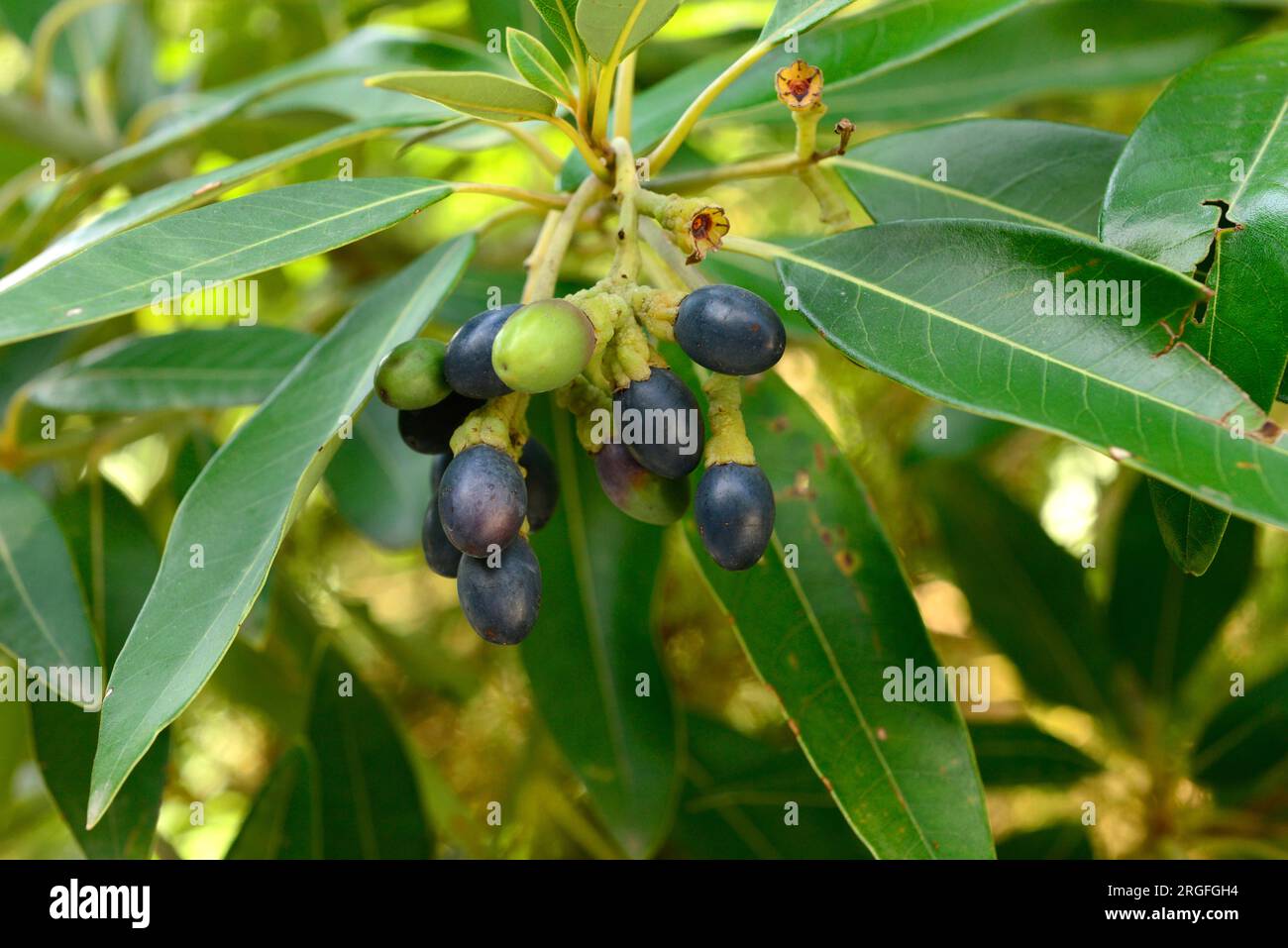 Viñátigo (Persea indica) is a tree endemic of Macaronesia Region ...
