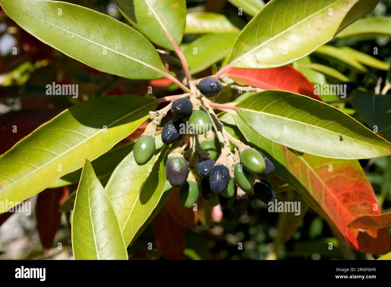 Viñátigo (Persea indica) is a tree endemic of Macaronesia Region ...