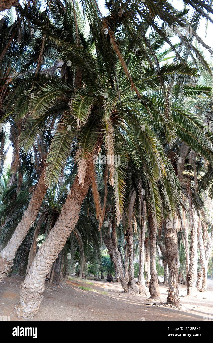 Palma or palmera canaria (Phoenix canariensis) is a plant endemic and ...