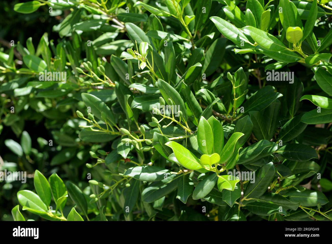 Palo blanco (Picconia excelsa) is a tree endemic of Macaronesia Region ...