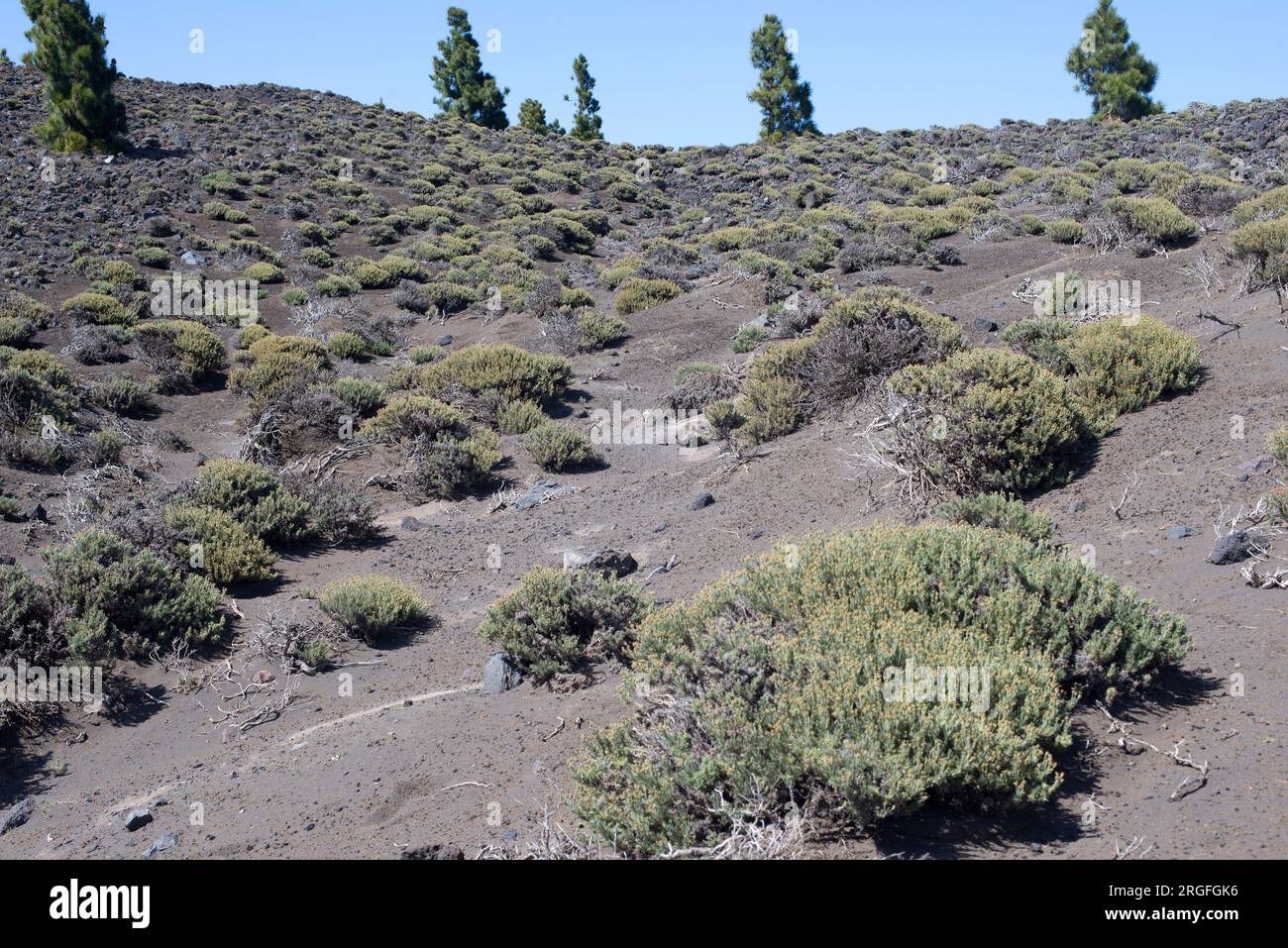 Crespa or pinillo blanco (Plantago webbii) is an endemic plant native ...